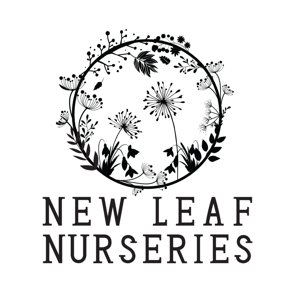 Pot Marigold Seeds – SW Coast Refills