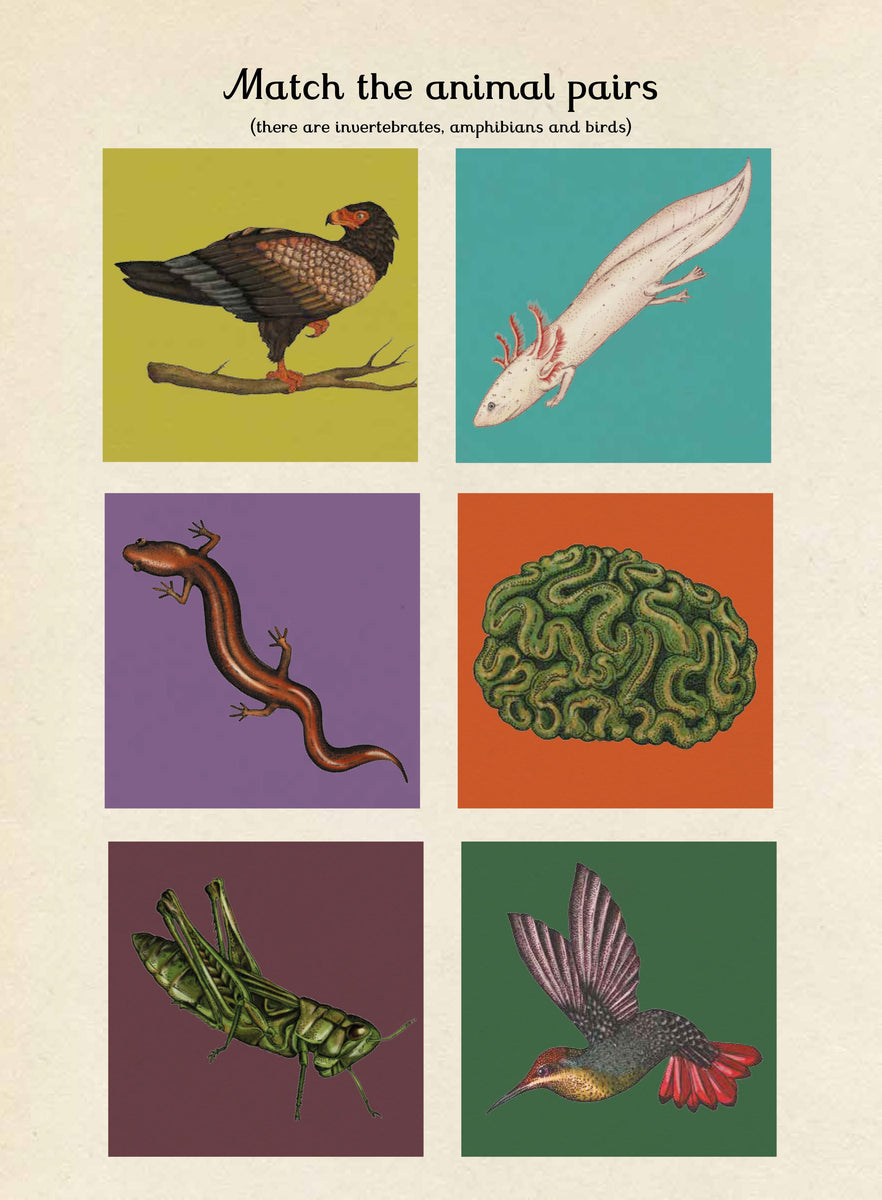 Animalium Activity Book – SW Coast Refills